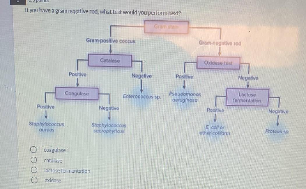 Solved pur If you have a gram negative rod, what test would | Chegg.com