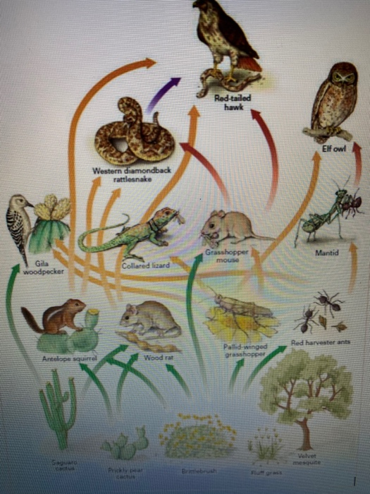 Solved Red-tailed hawk Elf owl Western diamondback Hantid | Chegg.com