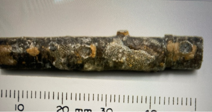 Solved 10 11 20 Cnidaria, Rugosa Echinodermata, Echinoidea | Chegg.com