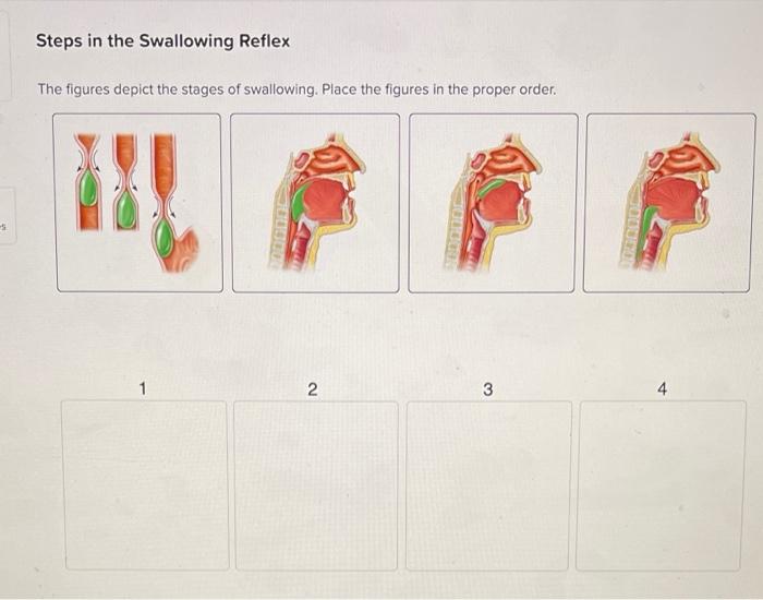 Solved Steps in the Swallowing Reflex The figures depict the | Chegg.com