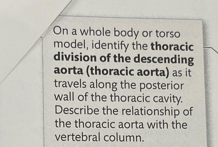 Solved On a whole body or torso model, identify the thoracic | Chegg.com