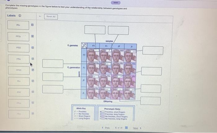Solved Label the correct phenotype and genobye that would be | Chegg.com Solved Label the correct phenotype and genobye that would be | Chegg.com