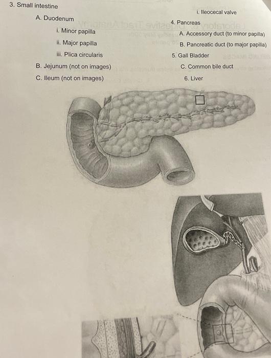 3. Small intestine A. Duodenum i. lleocecal valve i. | Chegg.com