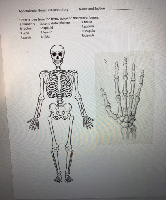 Solved Appendicular Bones Pre-laboratory Name and Section | Chegg.com