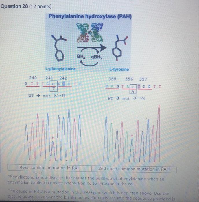 Solved Question 28 (12 points) Phenylalanine hydroxylase | Chegg.com