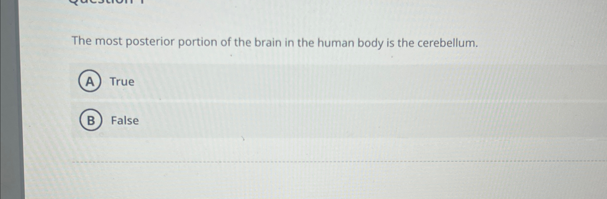 Solved The most posterior portion of the brain in the human | Chegg.com