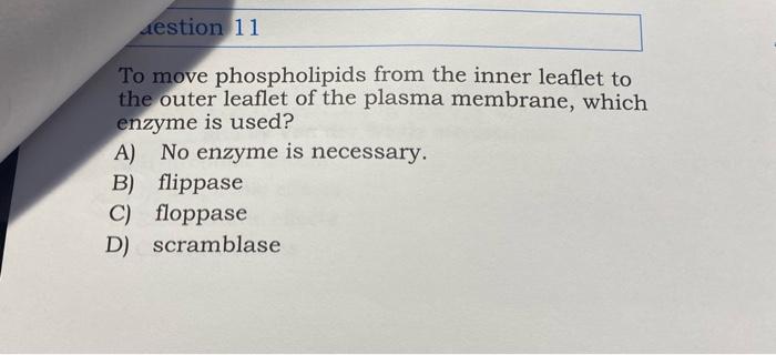 Solved To move phospholipids from the inner leaflet to the | Chegg.com