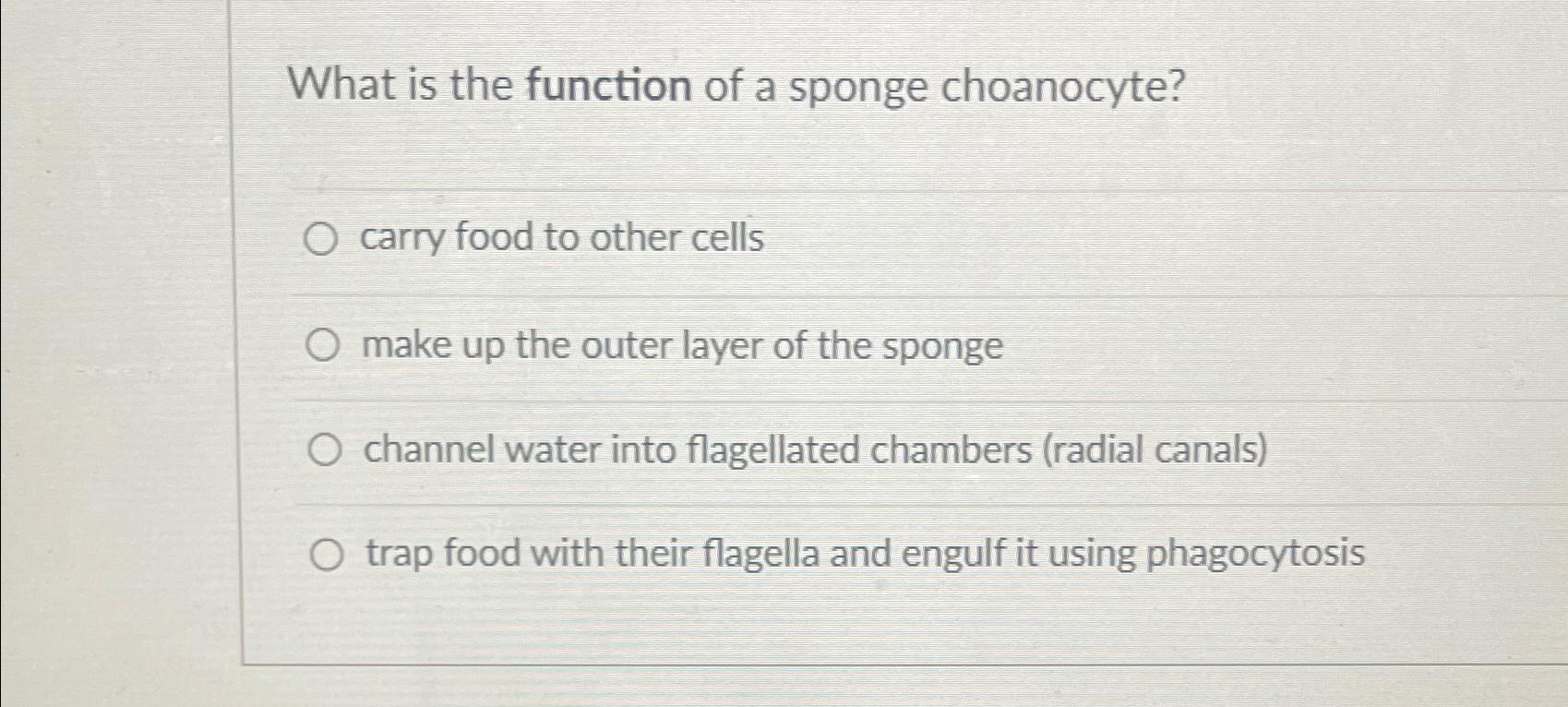 Solved What is the function of a sponge choanocyte?carry | Chegg.com