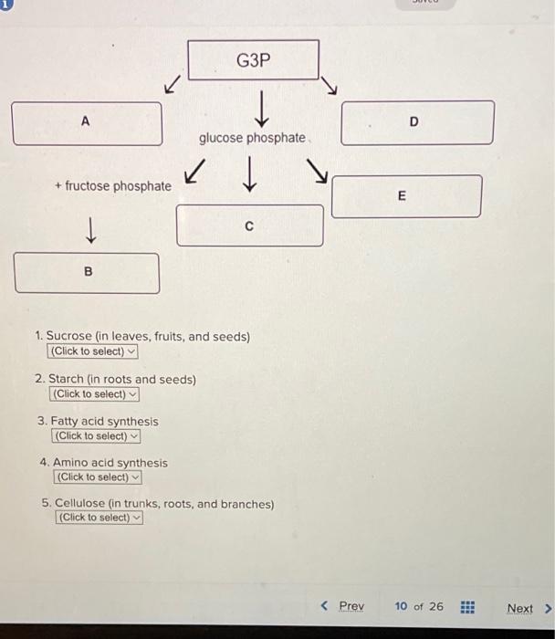 Solved 1. Sucrose (in leaves, fruits, and seeds) 2. Starch | Chegg.com