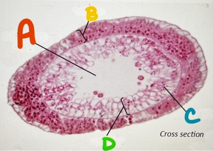 Solved Label A B C D on the Cross section | Chegg.com