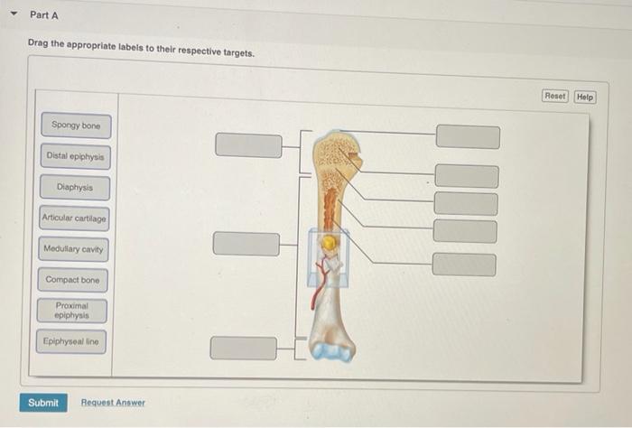 Solved Part A Drag the appropriate labels to their | Chegg.com