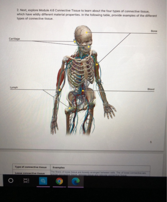 Solved 2. Next, explore Module 4.6 Connective Tissue to | Chegg.com