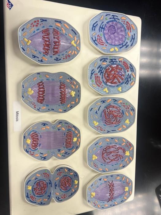 Please label everything. Thank you so much :) | Chegg.com