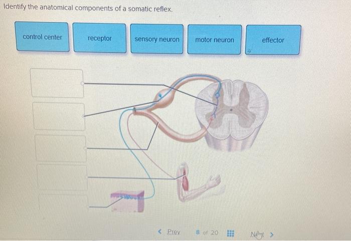 Solved Identify the anatomical components of a somatic | Chegg.com