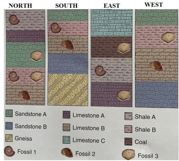 Solved #3. ﻿a) ﻿Which fossil in the stratigraphic columns | Chegg.com