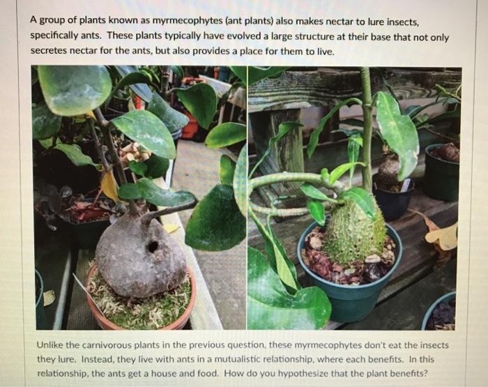 Solved A group of plants known as myrmecophytes (ant plants) | Chegg.com