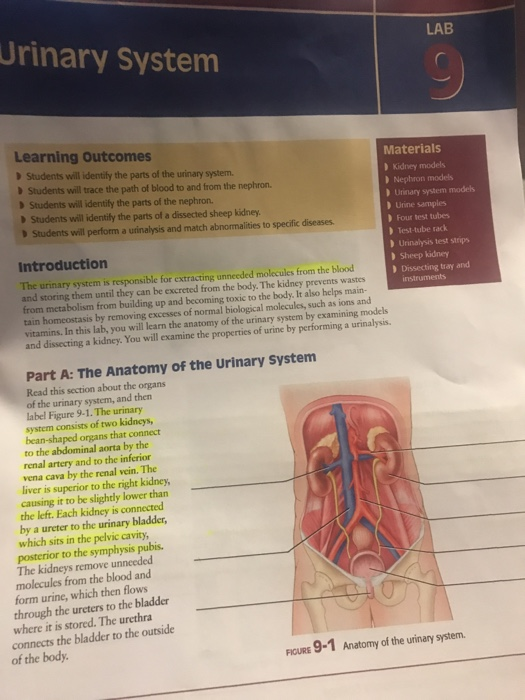LAB Urinary System Learning Outcomes Materials | Chegg.com