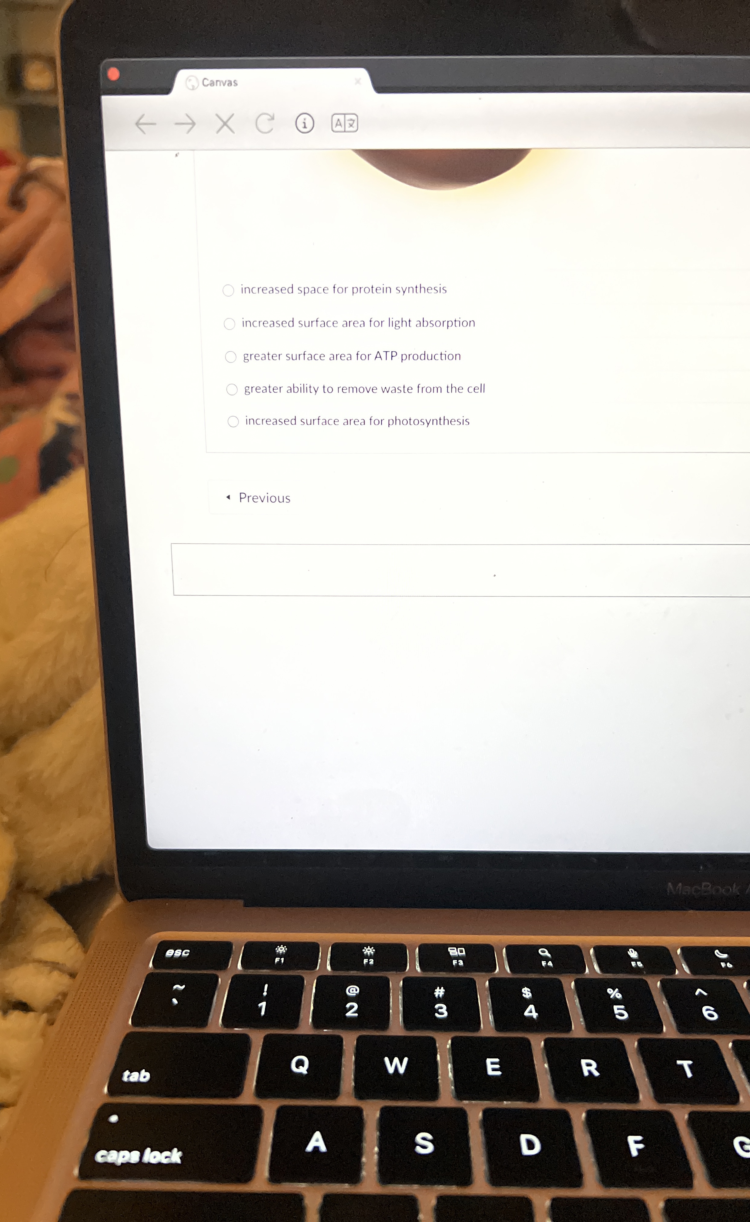 Solved increased space for protein synthesisincreased | Chegg.com