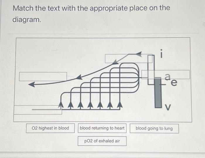 Solved Match the text with the appropriate place on the | Chegg.com