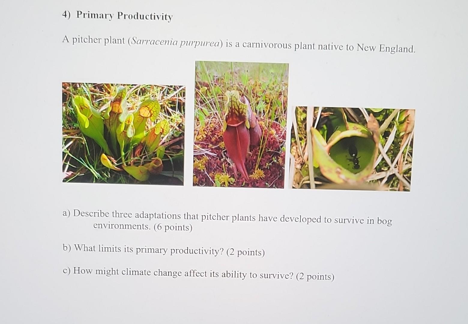 Solved 4) Primary Productivity A pitcher plant (Sarracenia | Chegg.com