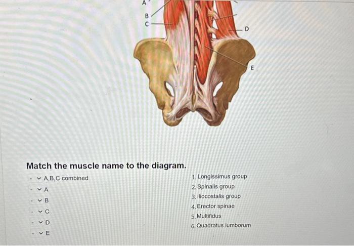 Solved Match the muscle name to the diagram. A,B,C combined | Chegg.com