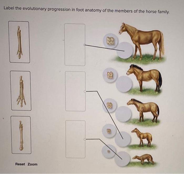 Solved Label the evolutionary progression in foot anatomy of | Chegg.com