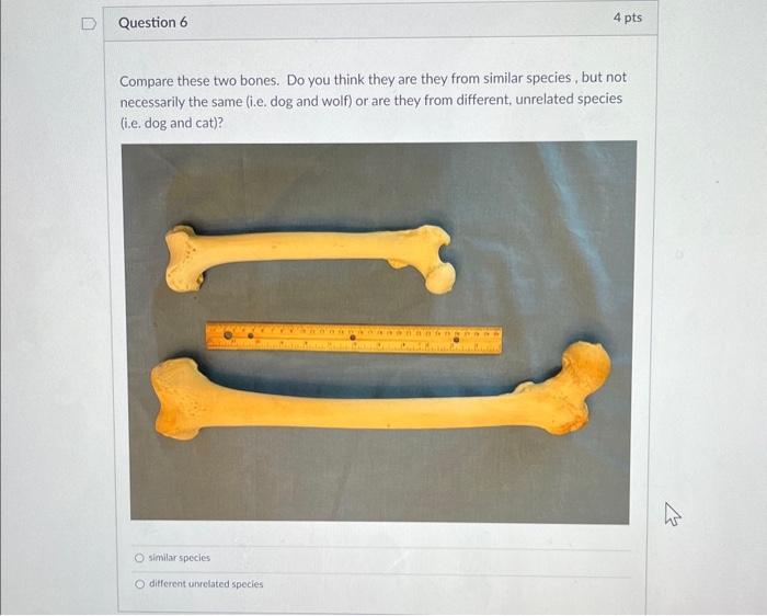 Compare these two bones. Do you think they are they | Chegg.com