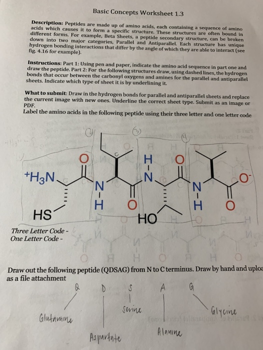 Solved Basic Concepts Worksheet 1.3 Description: Peptides | Chegg.com