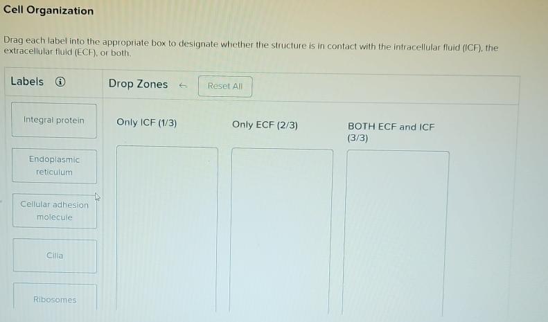 Solved Cell OrganizationDrag each label into the appropriate | Chegg.com