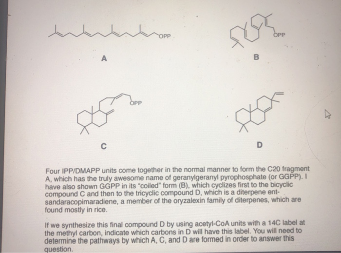 Solved OPP A B OPP С D Four IPP/DMAPP units come together in | Chegg.com