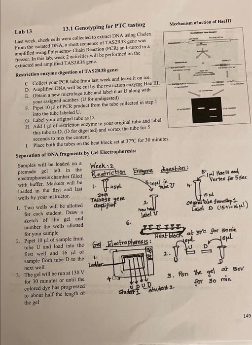 Pre-lab 11: PTC Tasting and Serial Dilution Read lab | Chegg.com
