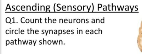 Solved Ascending (Sensory) Pathways Q1. Count the neurons | Chegg.com
