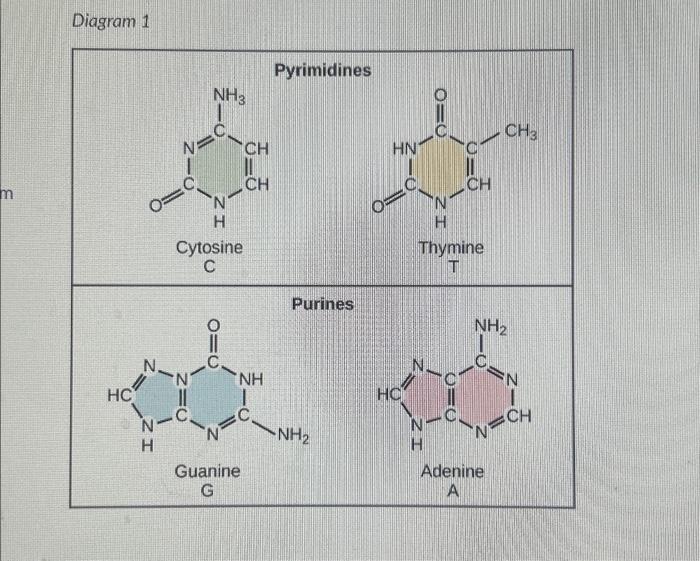 Solved Part 1 Exploring the Nucleotide Use Diagram 1 on | Chegg.com