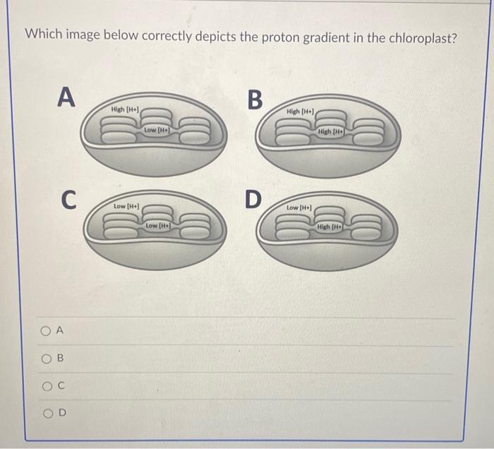 Solved Which image below correctly depicts the proton | Chegg.com