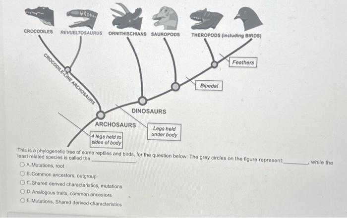 Solved This is a phylogenetio tree of some reptiles and | Chegg.com