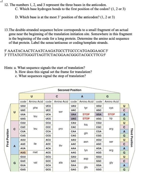Solved 12. The numbers 1,2 , and 3 represent the three bases | Chegg.com