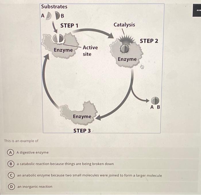 Solved Substrates .ec А B STEP 1 Catalysis STEP 2 Enzyme | Chegg.com