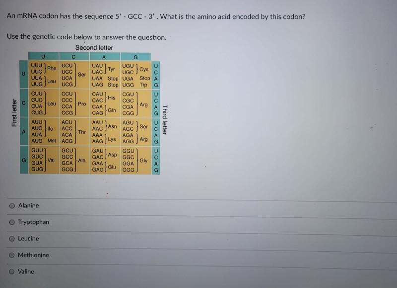 Solved An mRNA codon has the sequence 5' - GCC-3'. What is | Chegg.com
