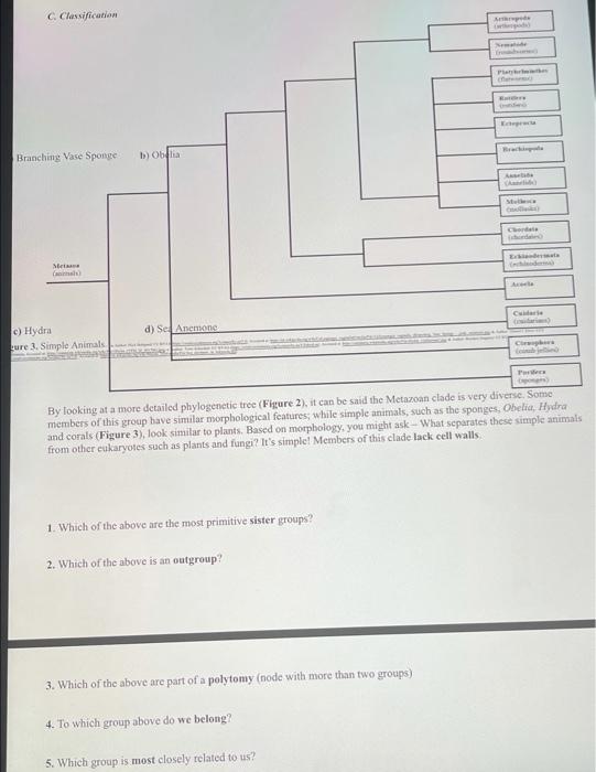 Solved C. Classification Branching Vase Sponge b) Oblia | Chegg.com