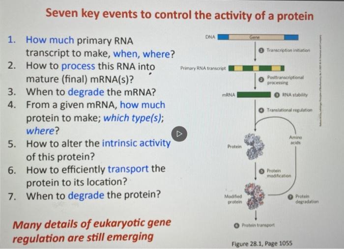 Solved Seven key events to control the activity of a protein | Chegg.com