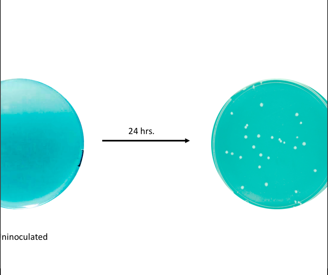 Solved Positive Or Negative Dnase Agar Test