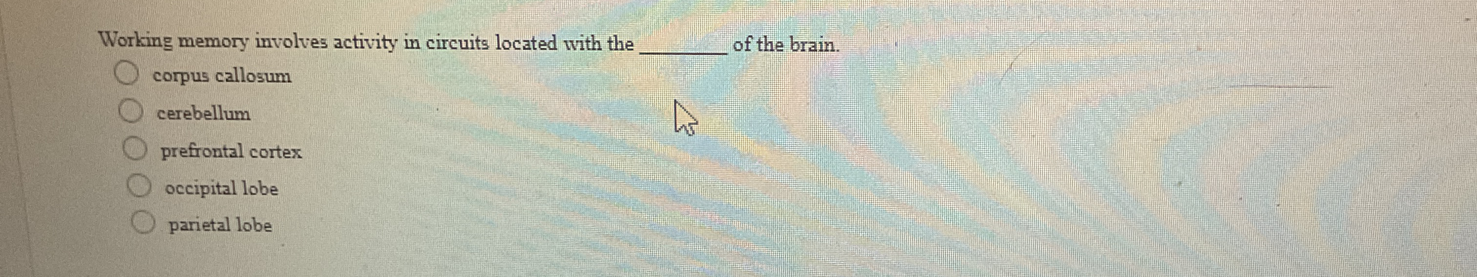 Solved Working memory involves activity in circuits located | Chegg.com