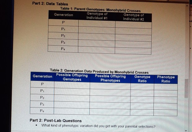 Solved Part 2: Data Tables Table 1: Parent Genotypes: | Chegg.com