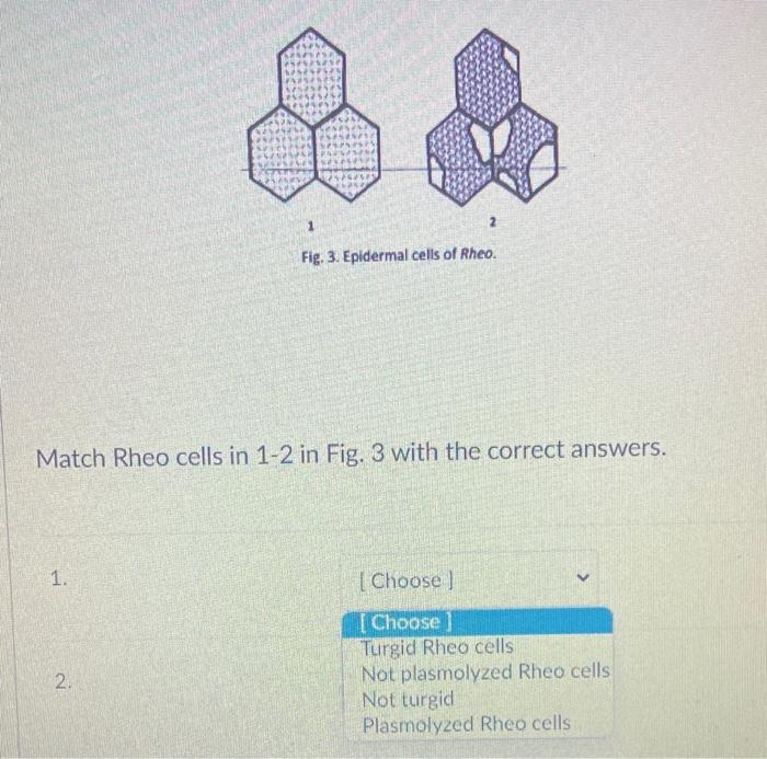 Solved Fig. 3. Epidermal cells of Rheo. Match Rheo cells in | Chegg.com