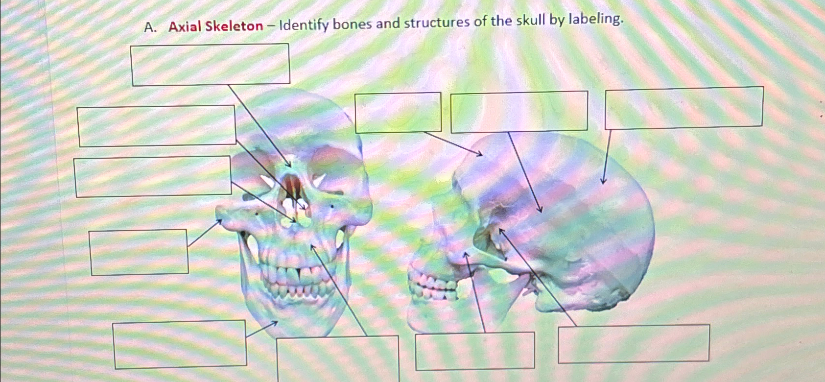 Solved A. ﻿Axial Skeleton-Identify bones and structures of | Chegg.com