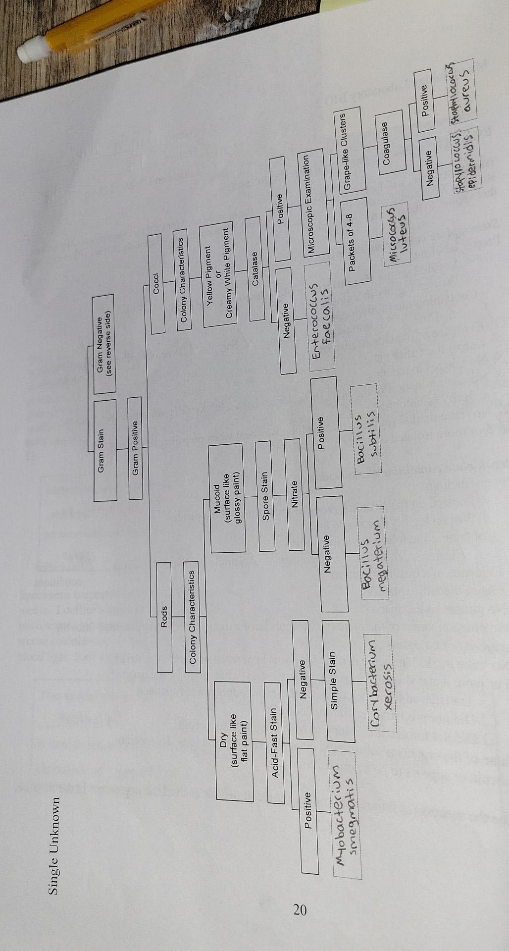 Solved Is this right for gram negative bacteria? I | Chegg.com