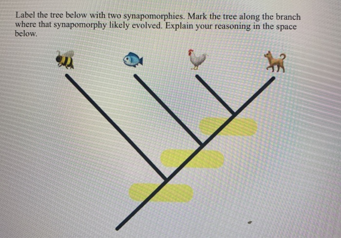 Solved Label the tree below with two synapomorphies. Mark | Chegg.com