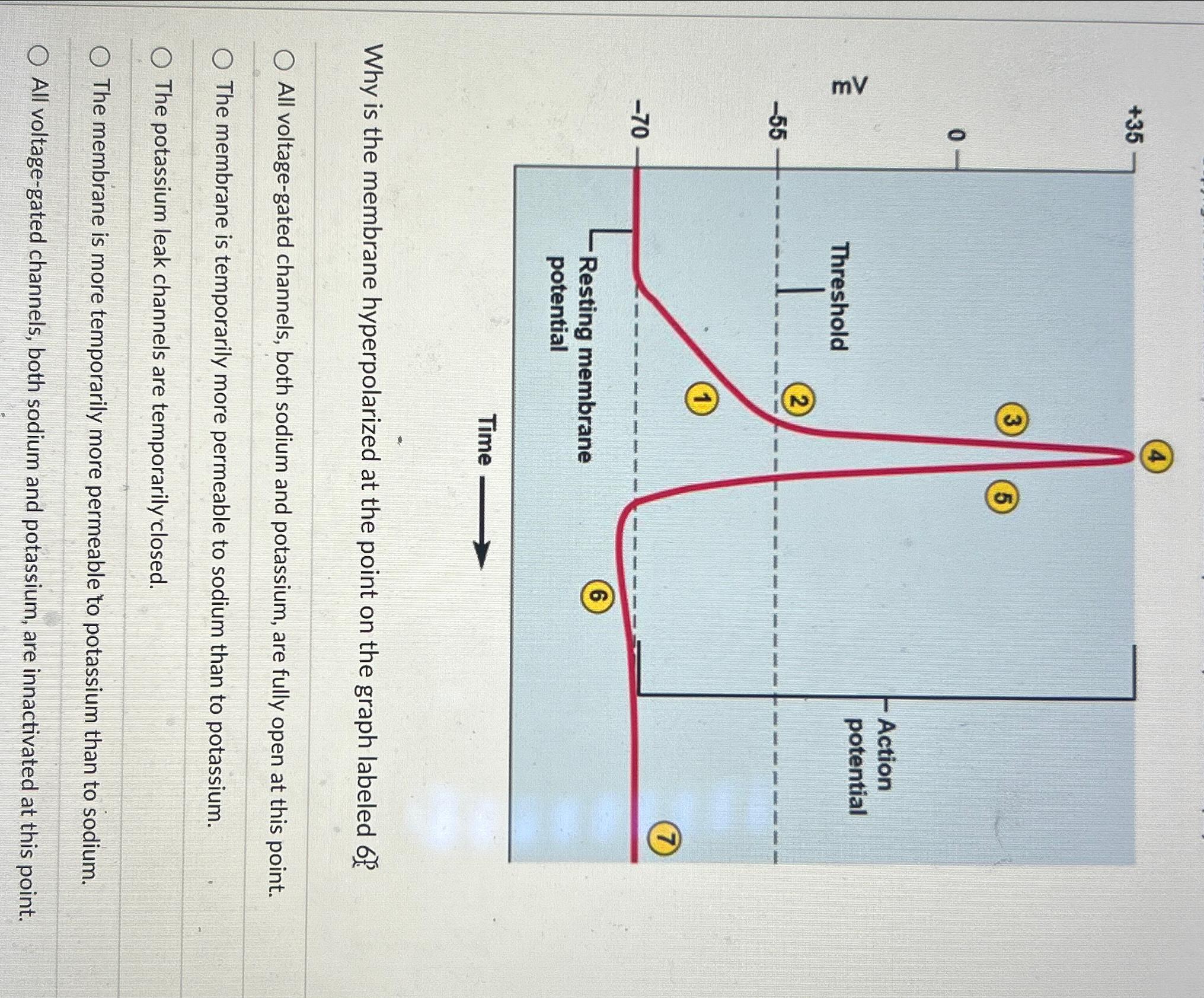 Solved Why is the membrane hyperpolarized at the point on | Chegg.com