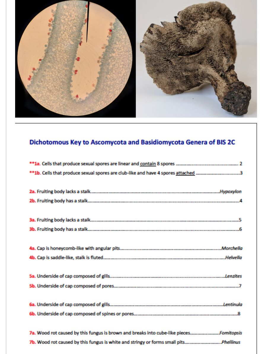 Solved Dichotomous Key to Ascomycota and Basidiomycota | Chegg.com