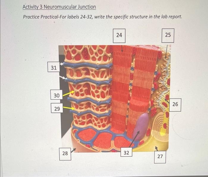Solved For each label, write the structure and function in | Chegg.com